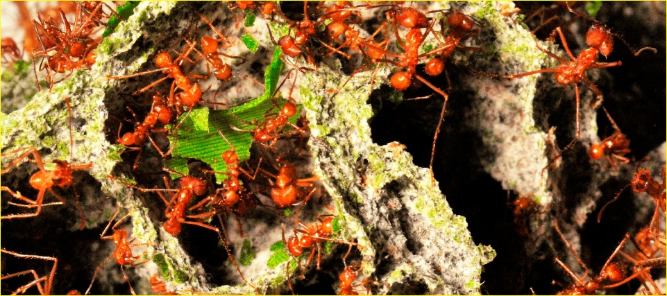 Home [www.leafcuttingants.com]